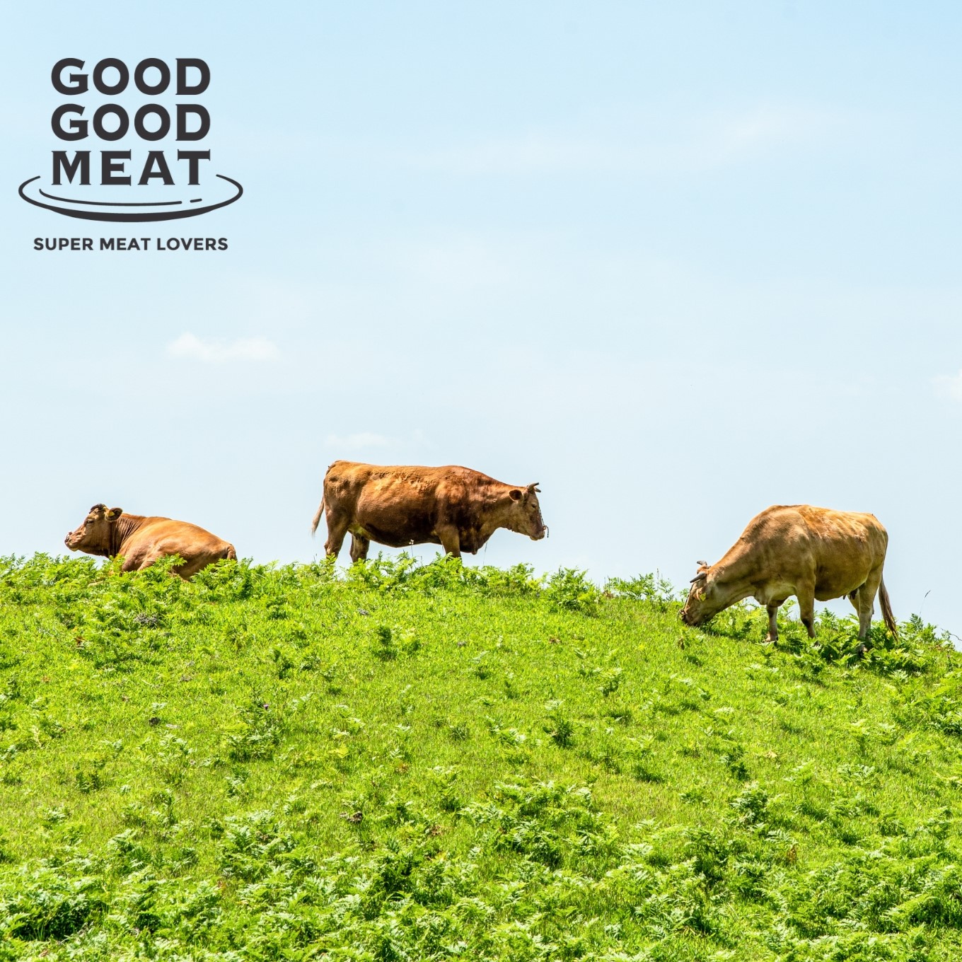 GOOD GOOD MEAT | TADORi